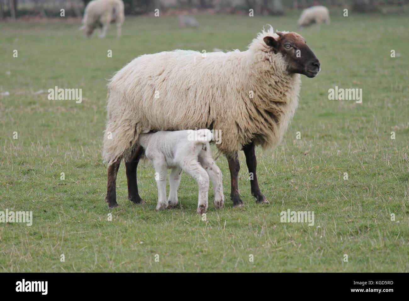 lamb baby sheep feeding milk from mother in grass field meadow copy ...
