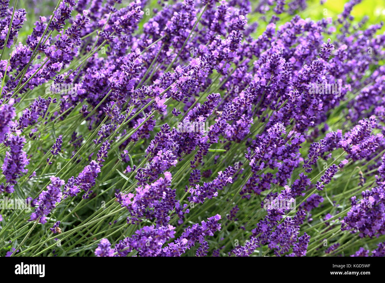 Lavender garden hi-res stock photography and images - Alamy