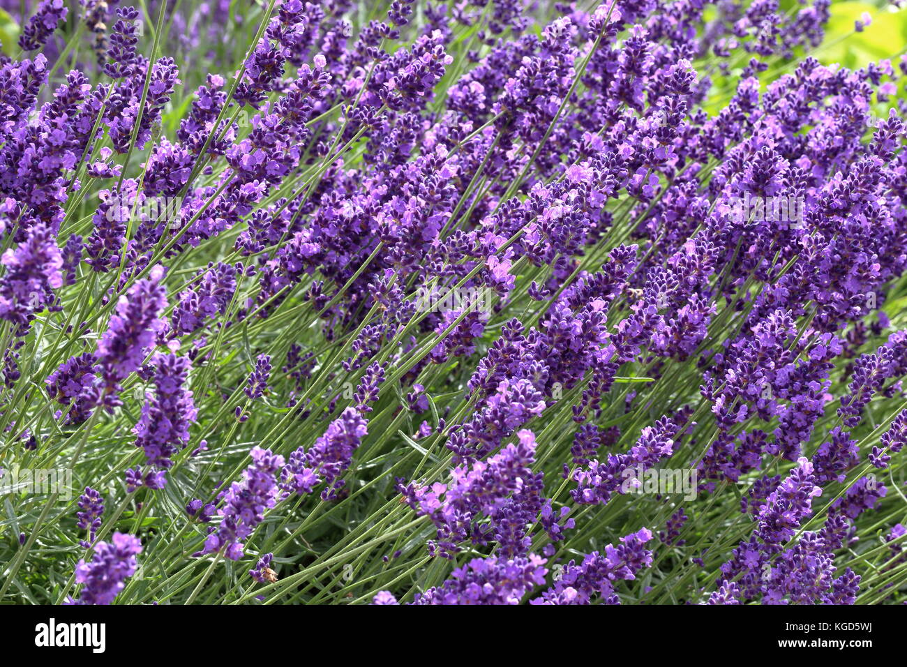Lavender garden hi-res stock photography and images - Alamy