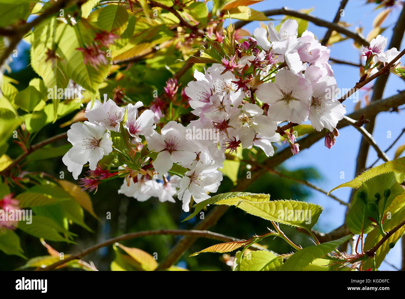 Spring growth new flowers Stock Photo - Alamy