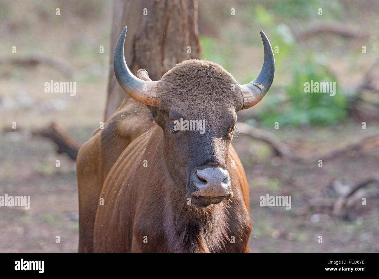 Young Gaur in the Forest in Nagarhole National Park in India Stock ...
