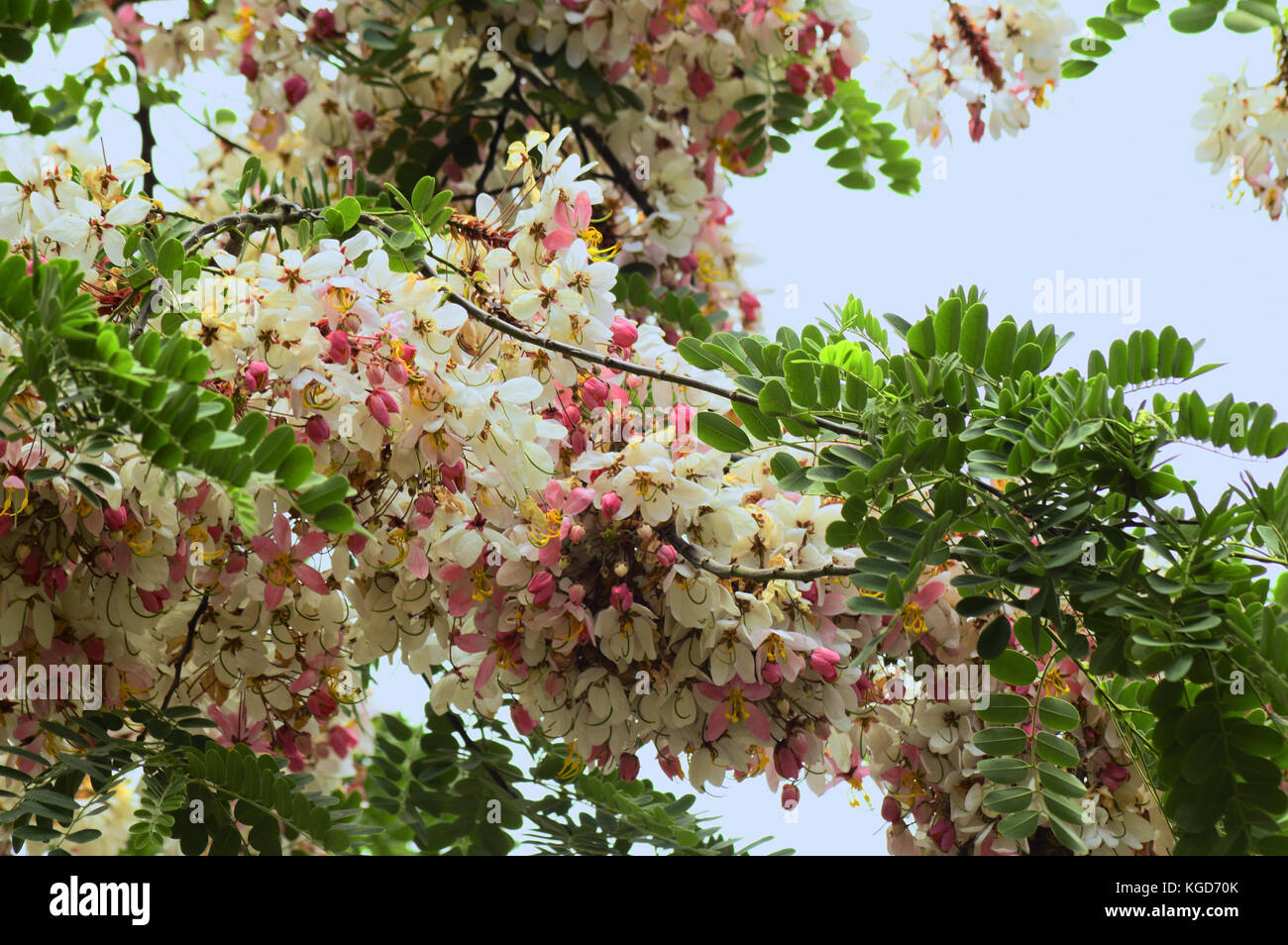 Cassia javanica, pink shower or apple blossom tree Stock Photo - Alamy