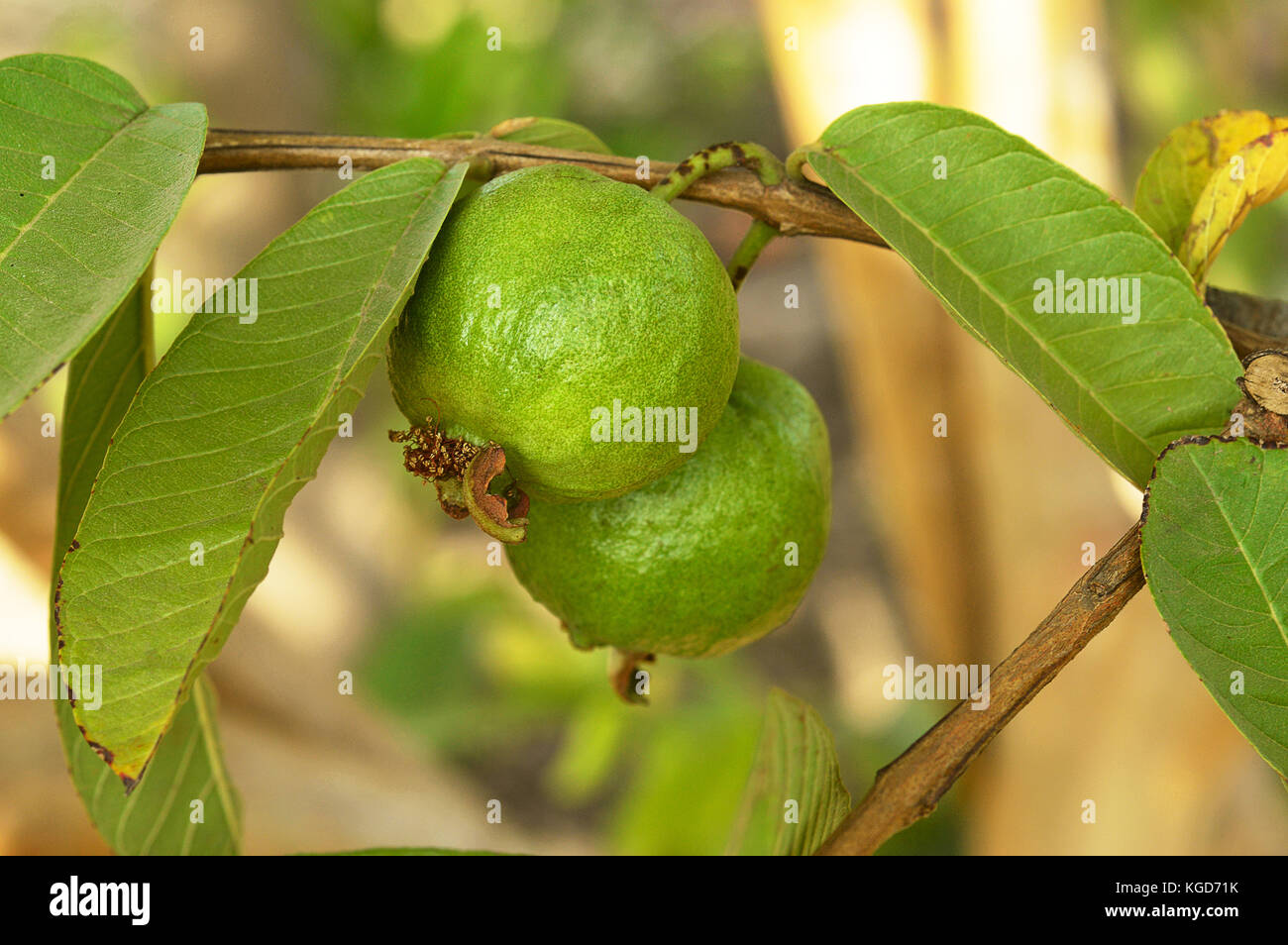 Guava on tree hi-res stock photography and images - Alamy