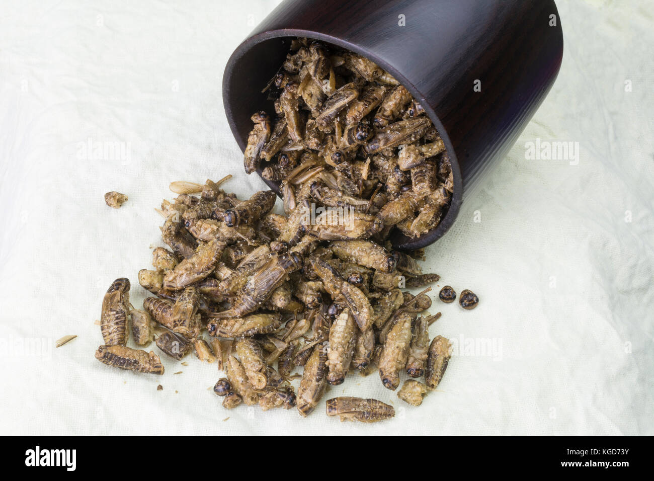 Crickets dried hi-res stock photography and images - Alamy