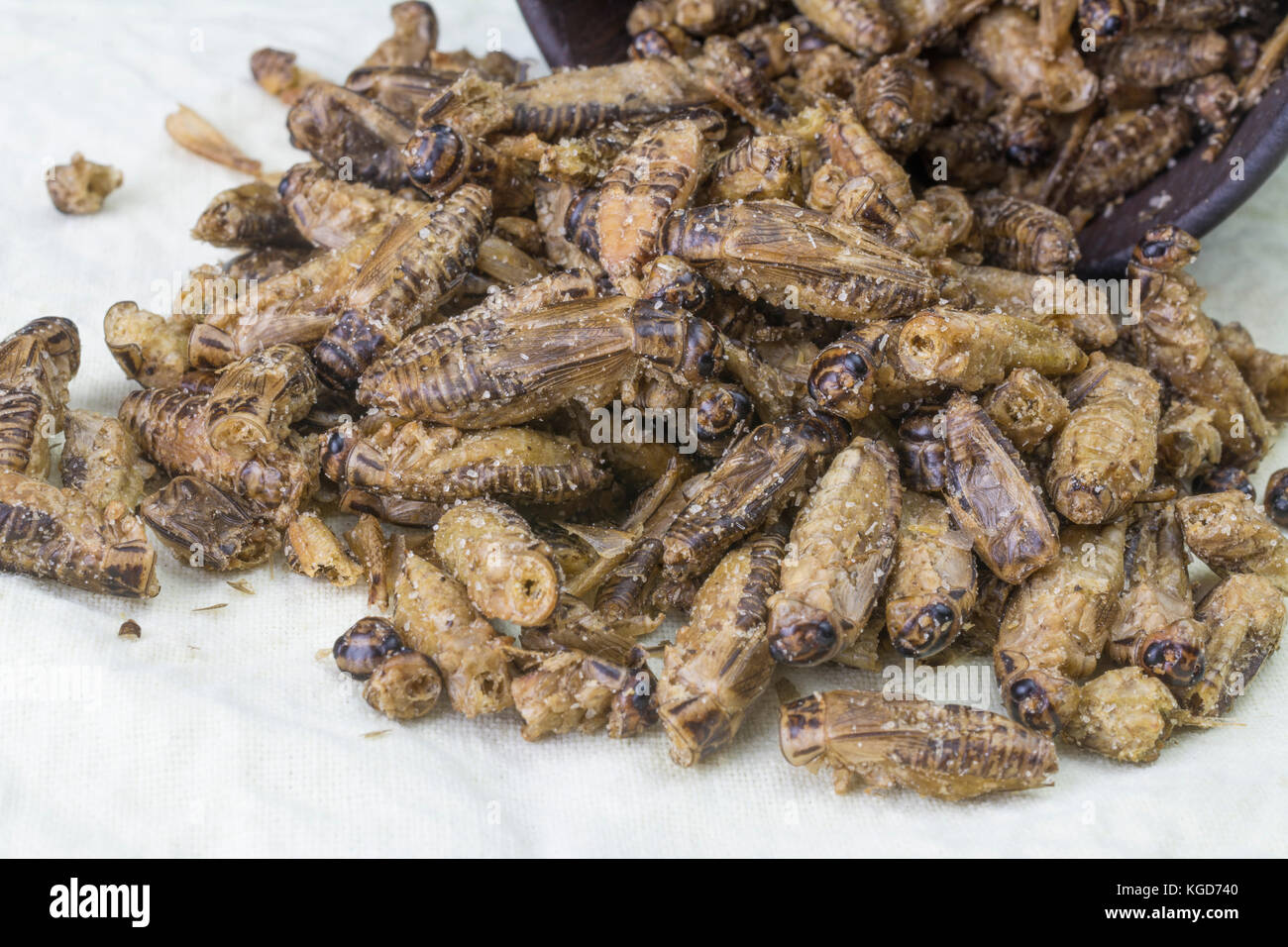 Edible dried Acheta crickets in dark brown wooden cup Stock Photo - Alamy