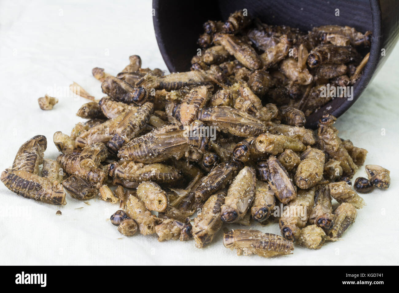 Edible crickets hi-res stock photography and images - Alamy
