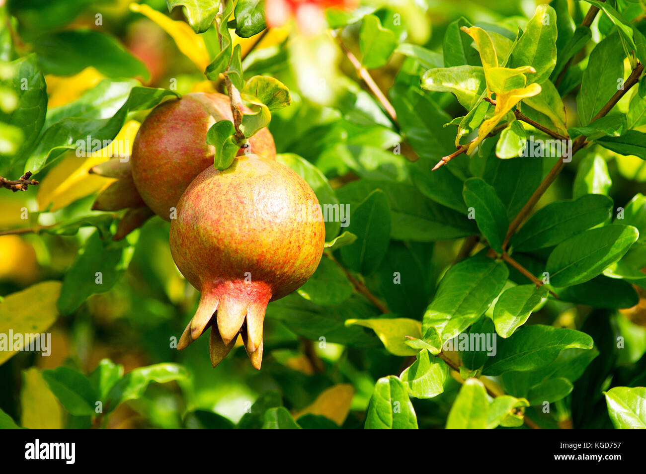 Pomegranates tree hi-res stock photography and images - Alamy