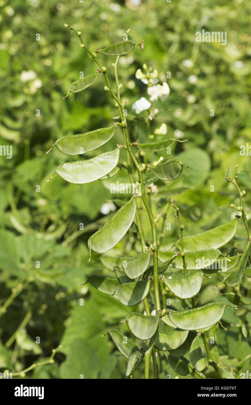 White Hyacinth Bean, Lablab purpureus Pawta, plant, Pune, Maharashtra ...