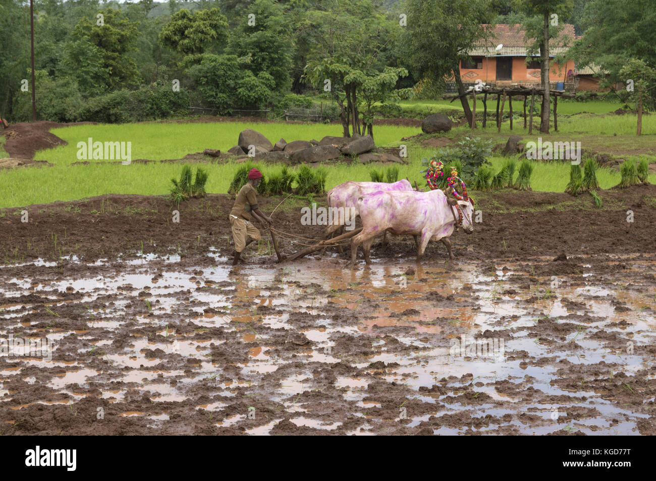 Farmer plowing paddy fields with his bulls before planting rice Stock ...