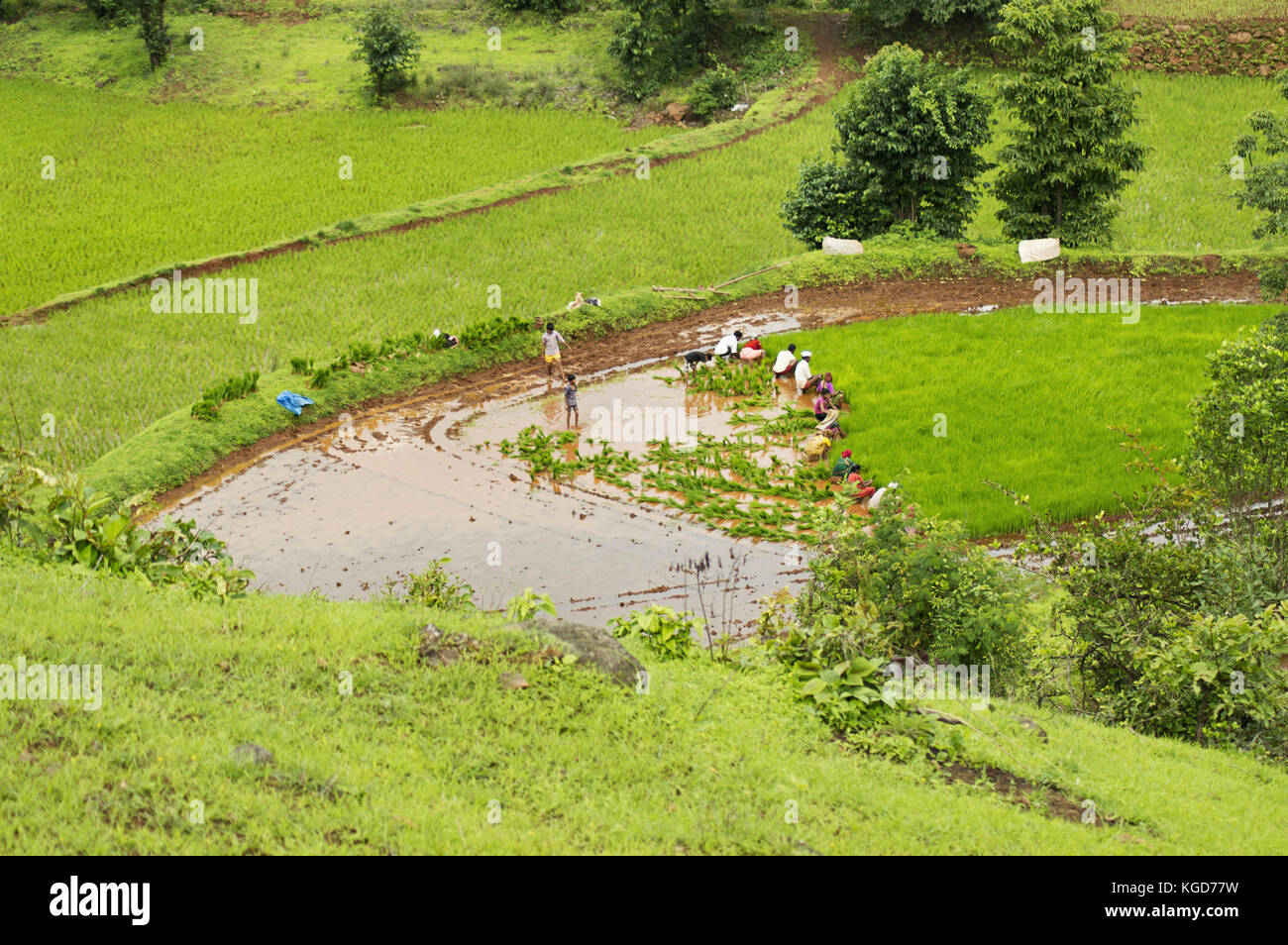 Indian rice farming hi-res stock photography and images - Alamy