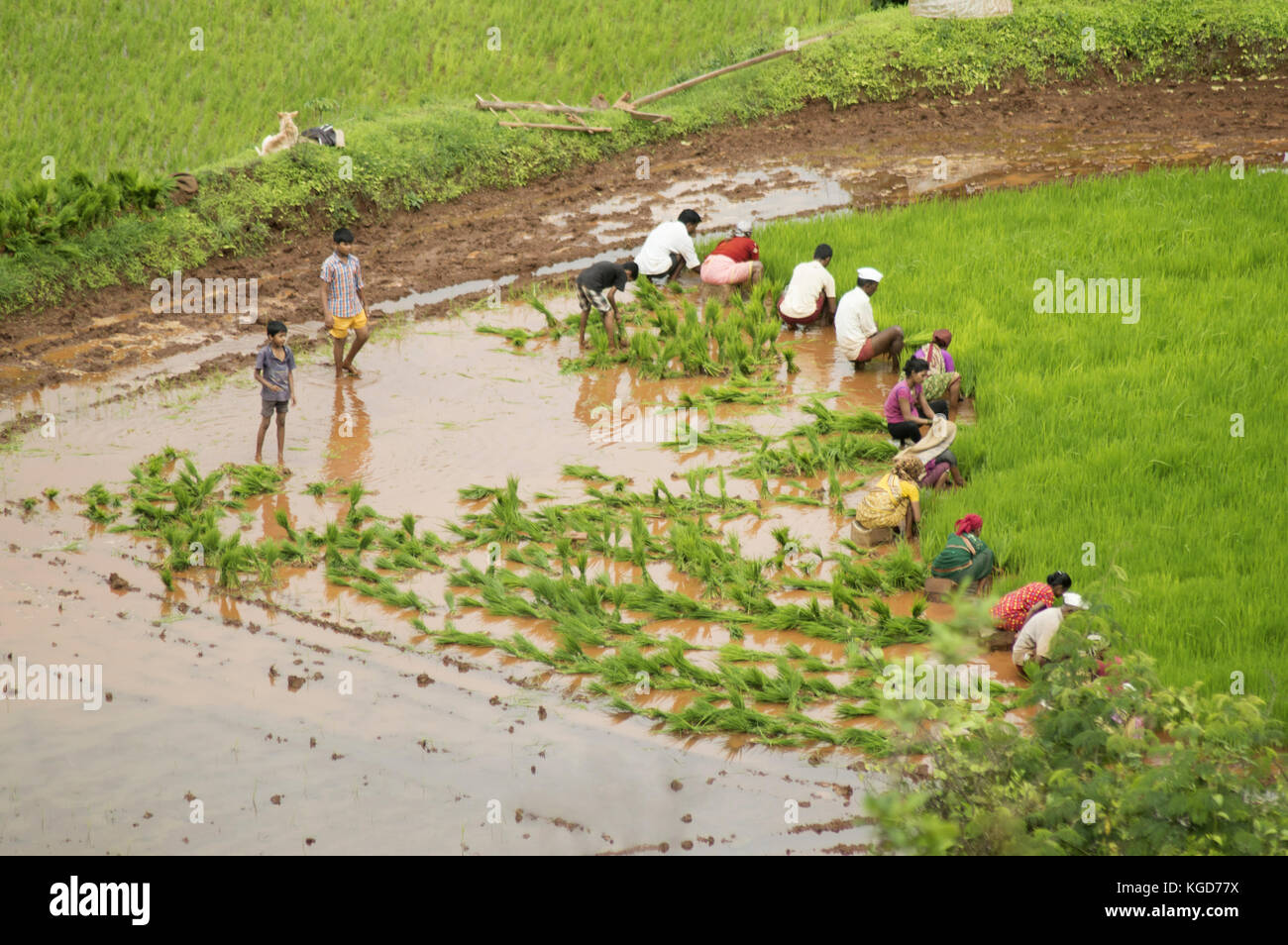 Indian farmers hi-res stock photography and images - Alamy