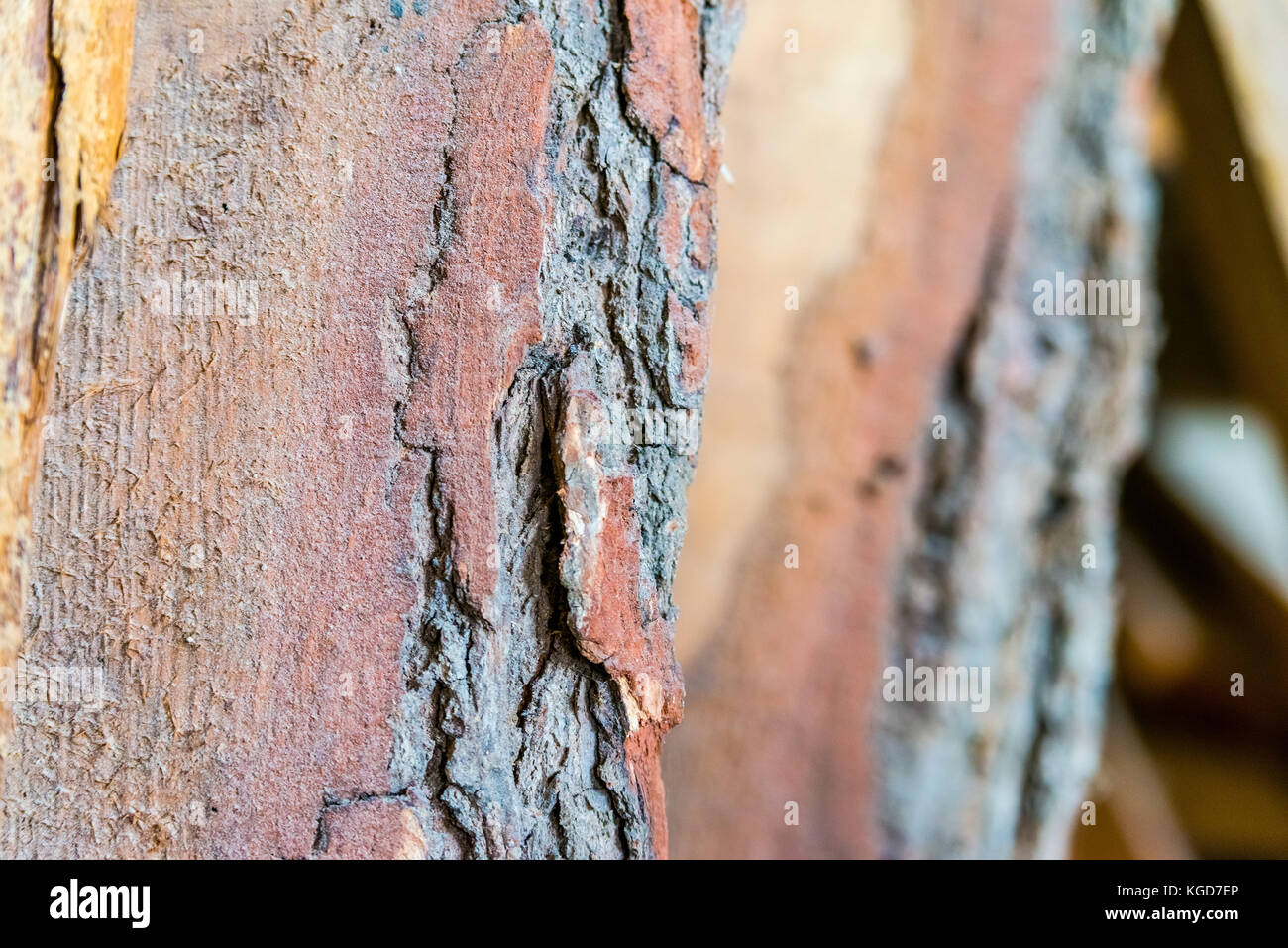 Close up image of piece of old bark Stock Photo - Alamy