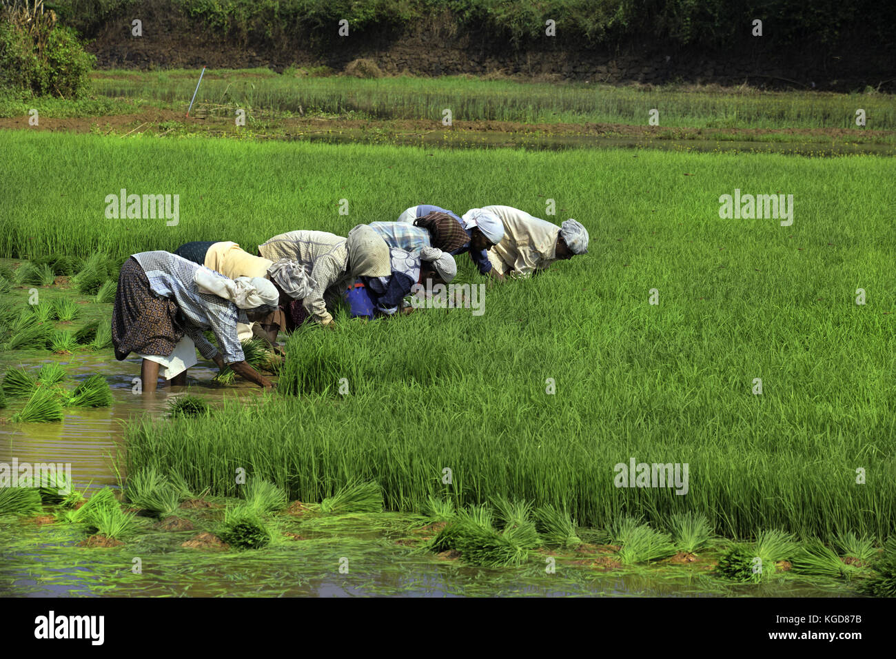 Paddy field of kerala hi-res stock photography and images - Alamy