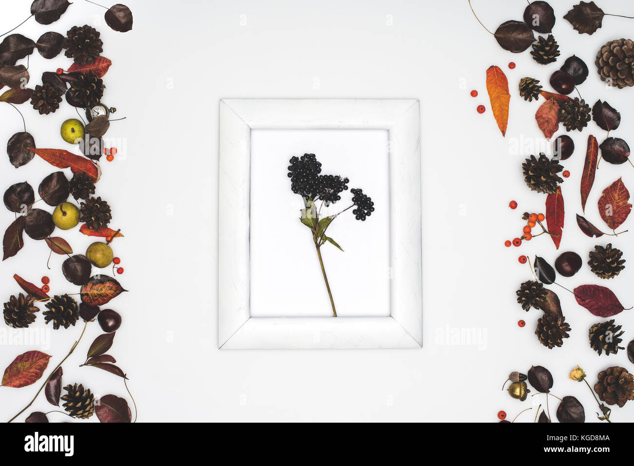 Black rowan berries hi-res stock photography and images - Alamy