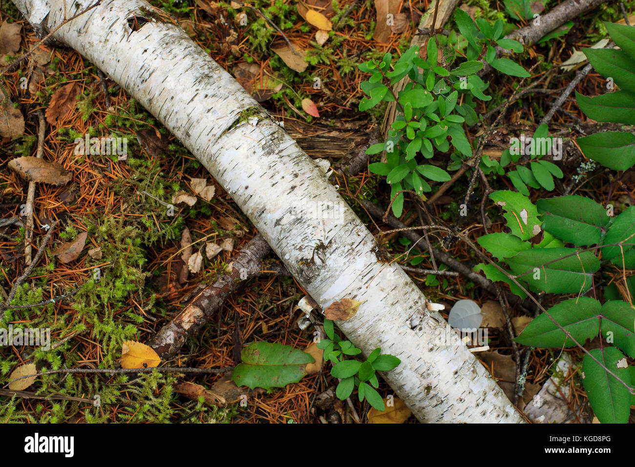An overview of a fallen log laying on the forest floor Stock Photo - Alamy