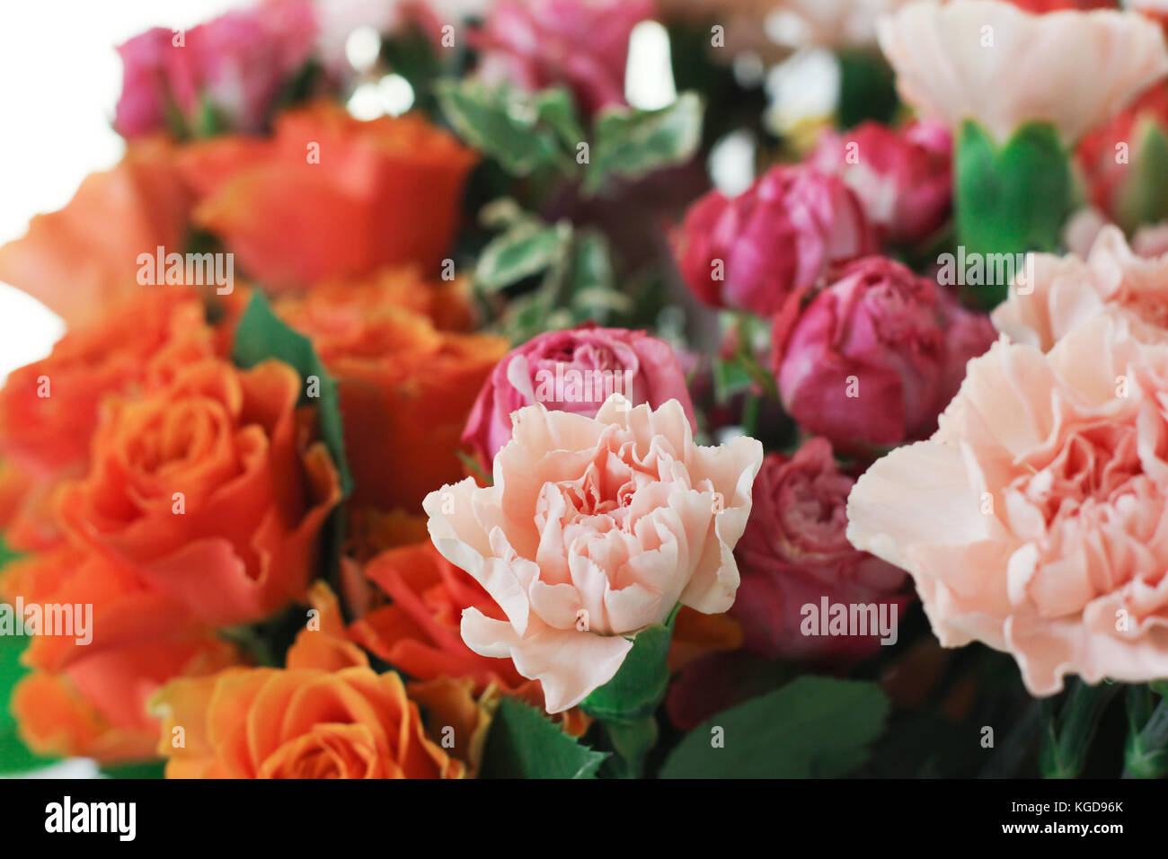 The roses and carnations backgrounds Stock Photo - Alamy