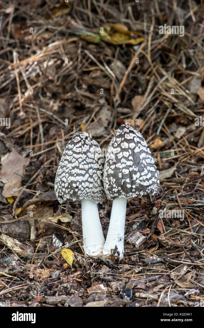 Magpie inkcap mushroom hi-res stock photography and images - Alamy