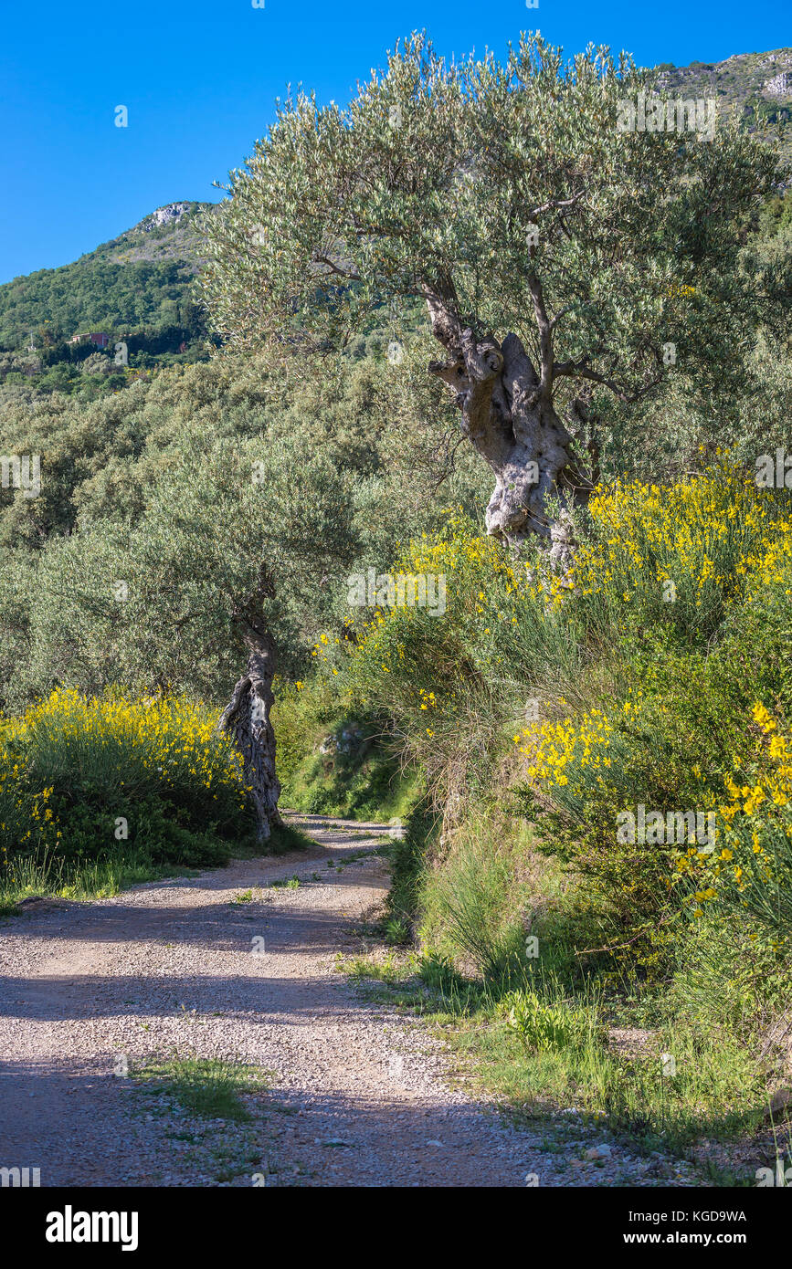 Road among olive trees orchards on mountain above Bar coastal town in ...