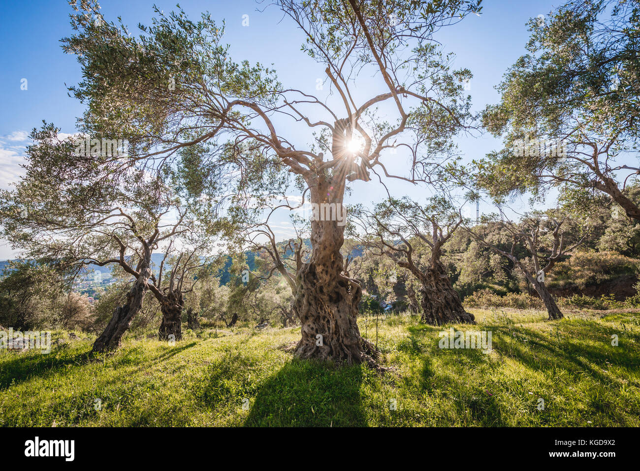 Old olive tree montenegro hi-res stock photography and images - Alamy