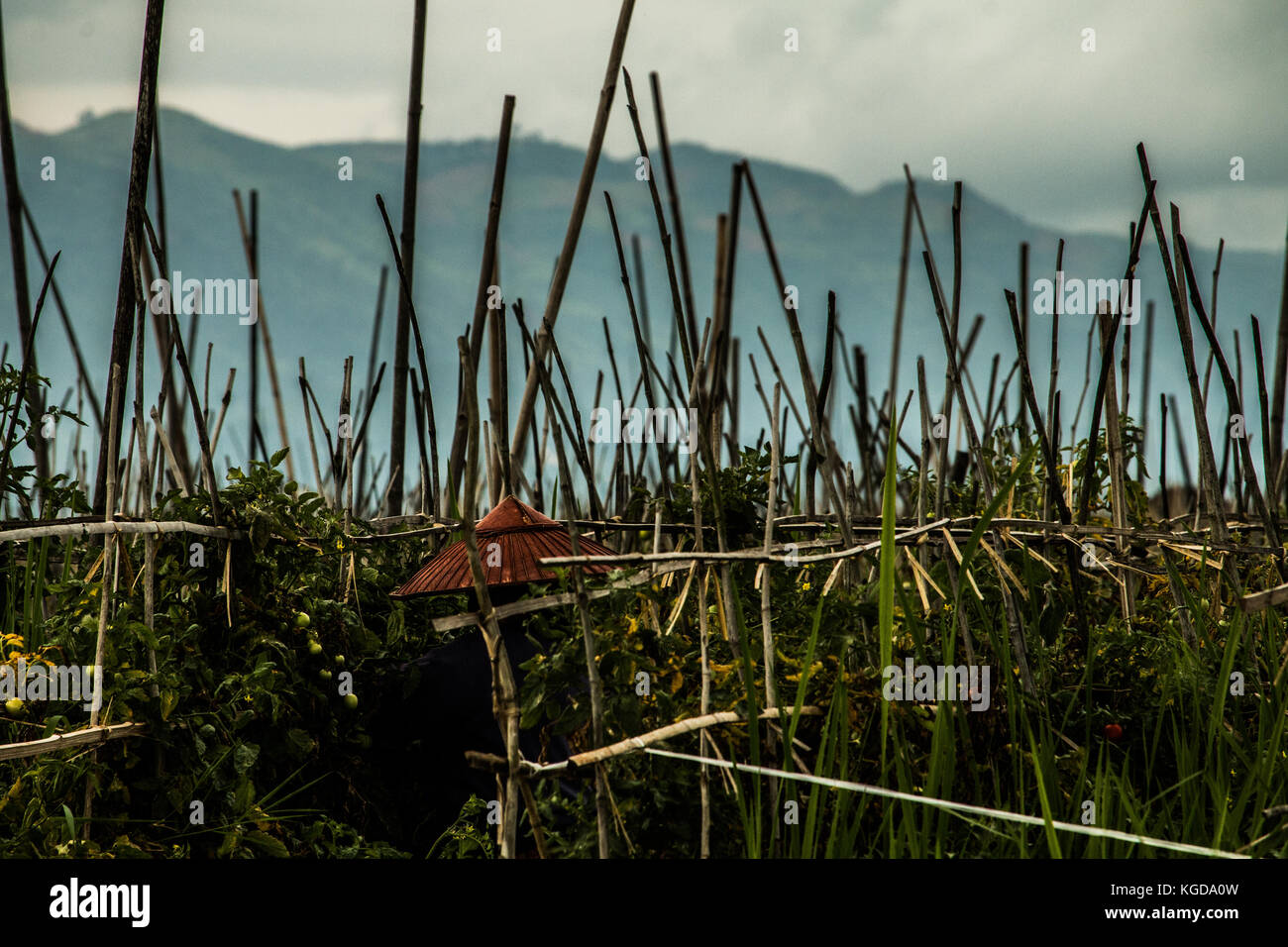 Collecting tomatoes hi-res stock photography and images - Alamy