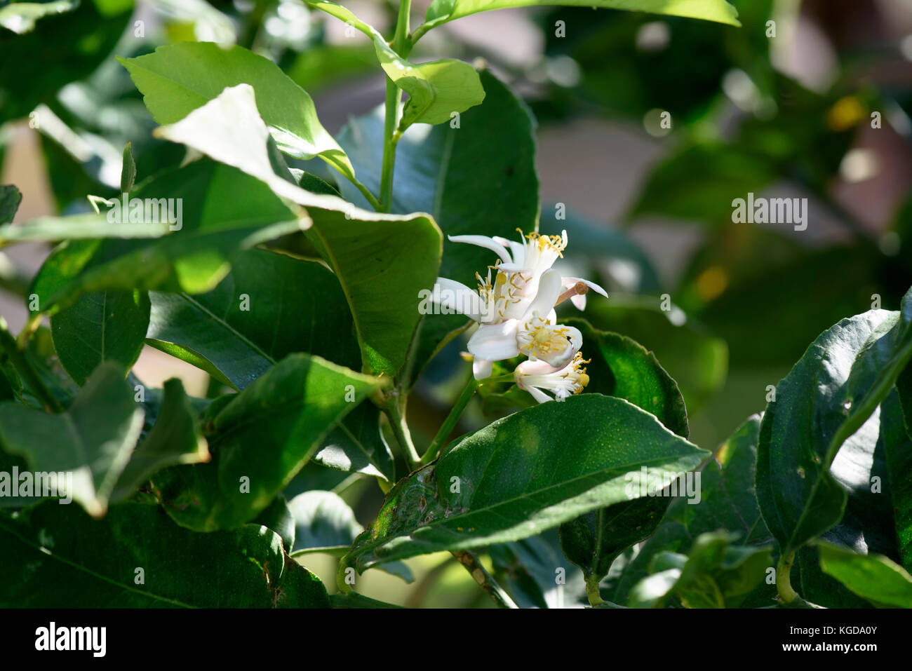 Lemon Flower, Sicily, Italy Stock Photo - Alamy