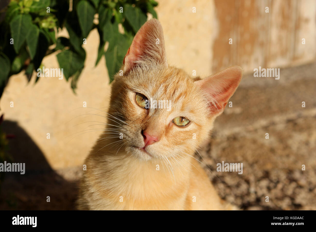 Ginger street cat hi-res stock photography and images - Alamy