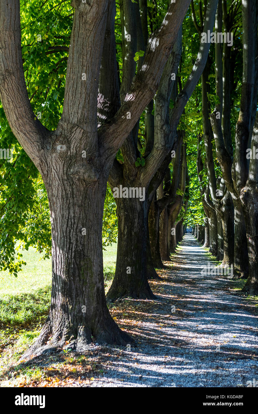 TRee lined boulevards on the city ring road. Lucca city, Italy Stock ...