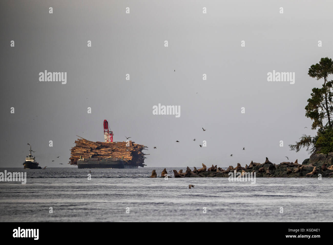 Tug boat and log barge entering Wetnton Passage off Vancouver Island ...