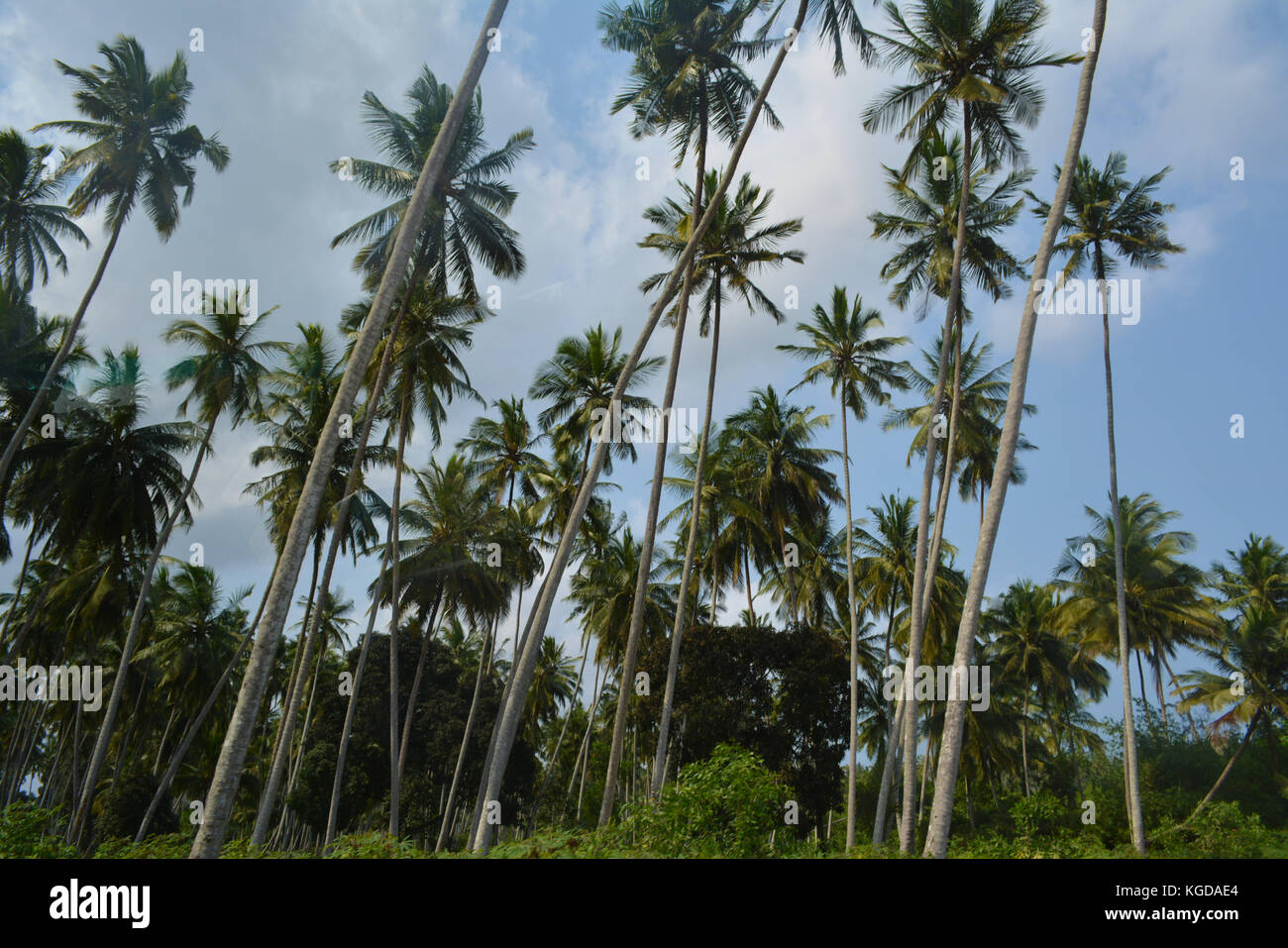 Leaning palm trees hi-res stock photography and images - Alamy