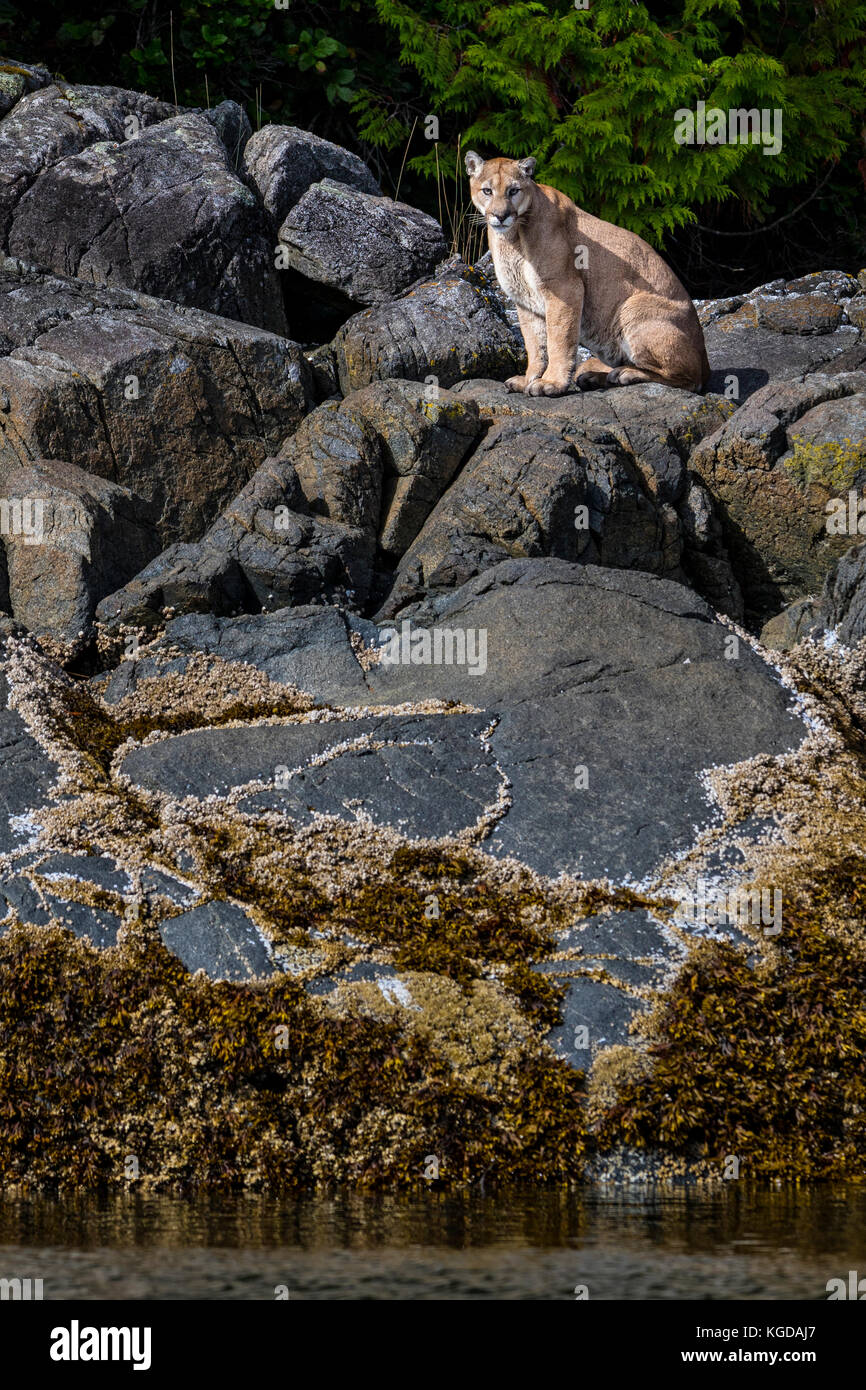 Cougar sitting on Gilford Island in the Broughton Archipelago ...