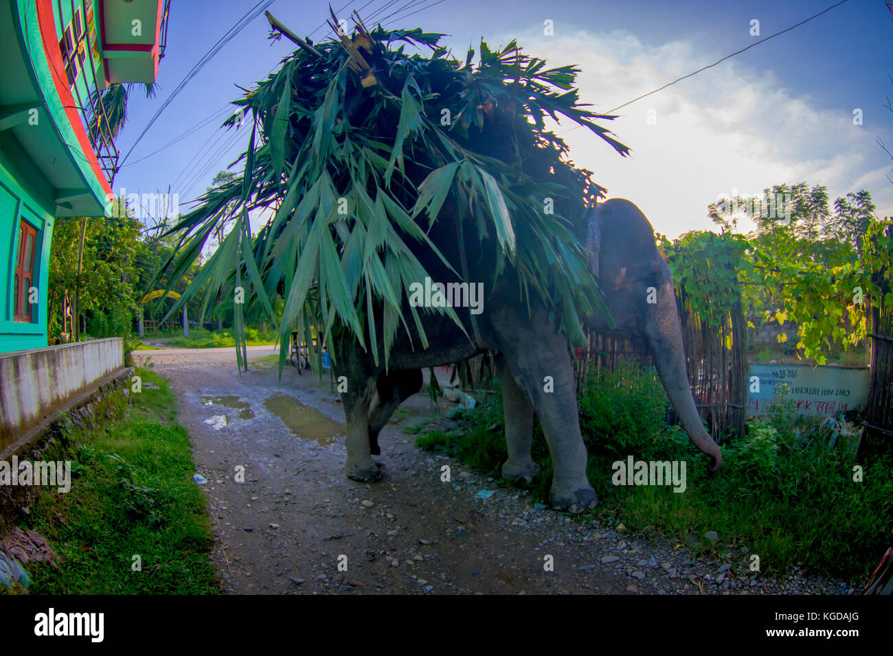 SAURAHA, NEPAL, SEPTEMBER, 02 -2017: Huge elephant in the streets of ...