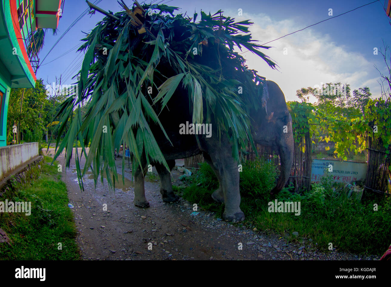 SAURAHA, NEPAL, SEPTEMBER, 02 -2017: Huge elephant in the streets of ...