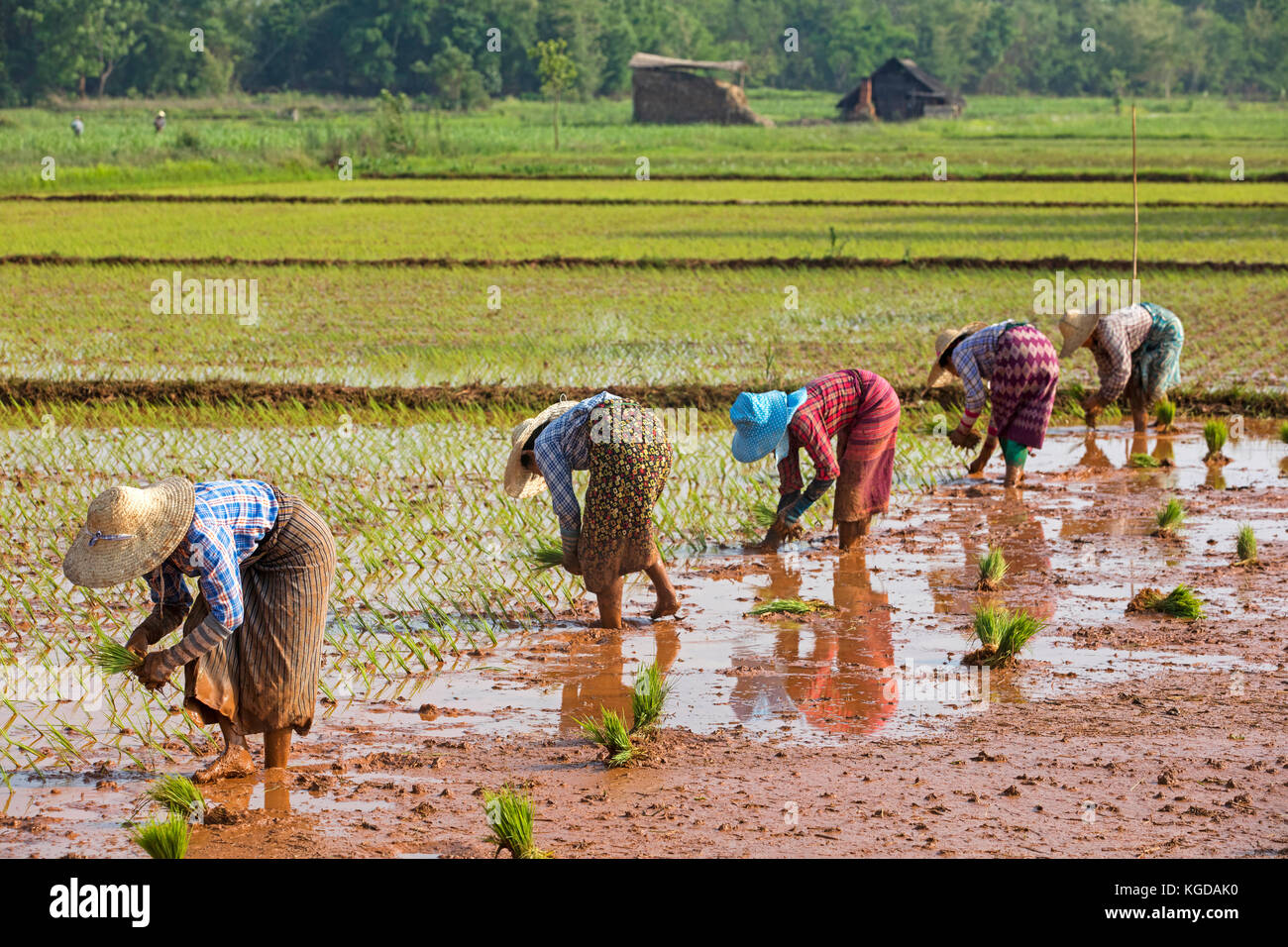 Burmese women with a bamboo hats, planting rice plants in wet rice ...
