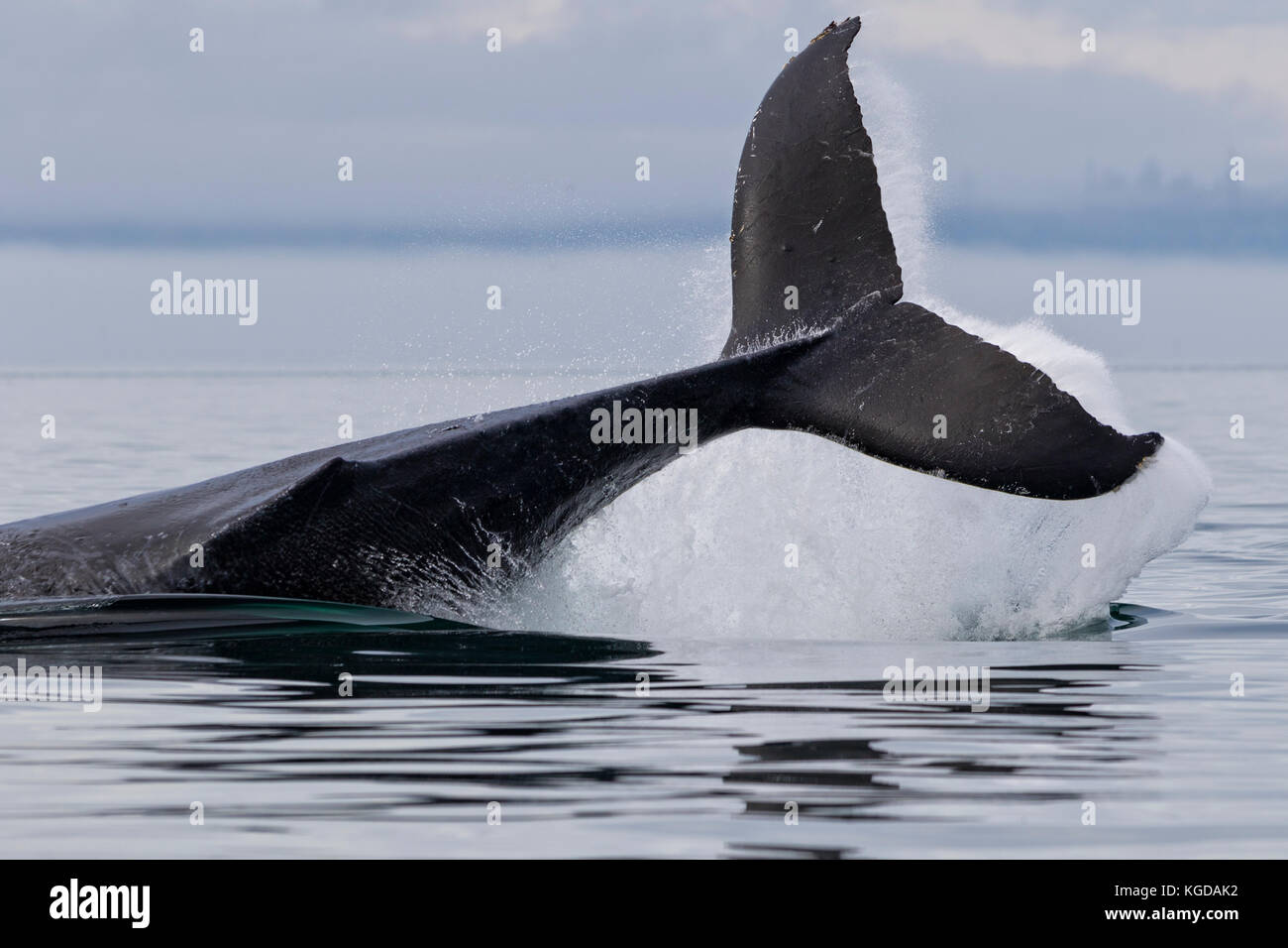 Fluke High Resolution Stock Photography and Images - Alamy