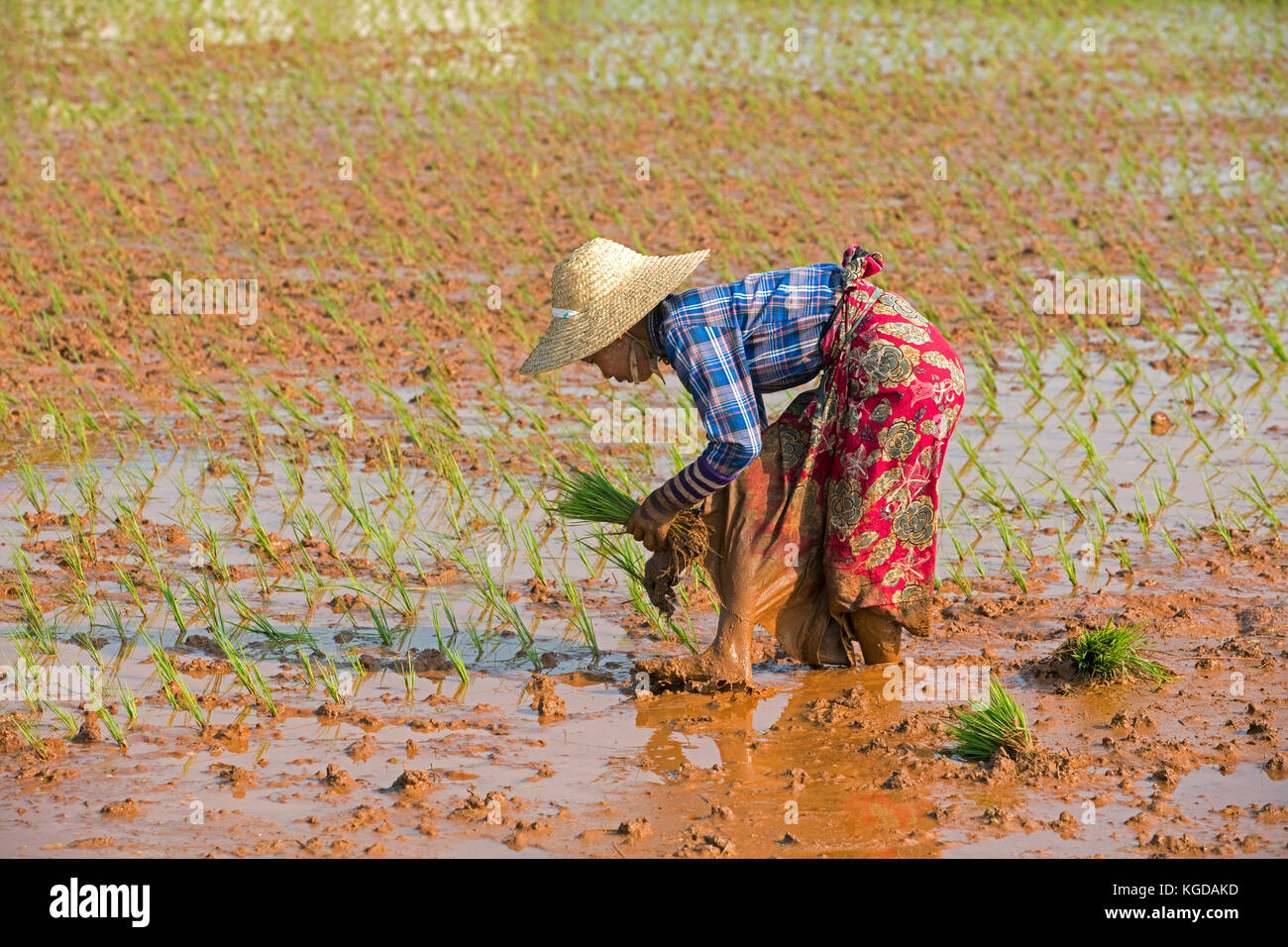 Burmese woman with a bamboo hat, planting rice plants in wet rice field ...