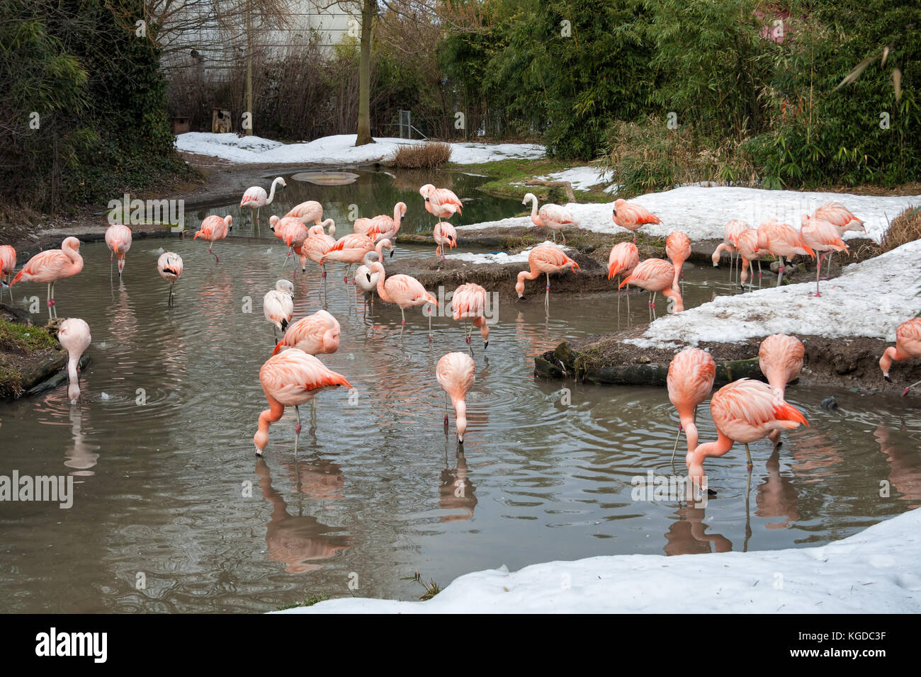 Flock of pink flamingos in winter at the zoo Stock Photo - Alamy