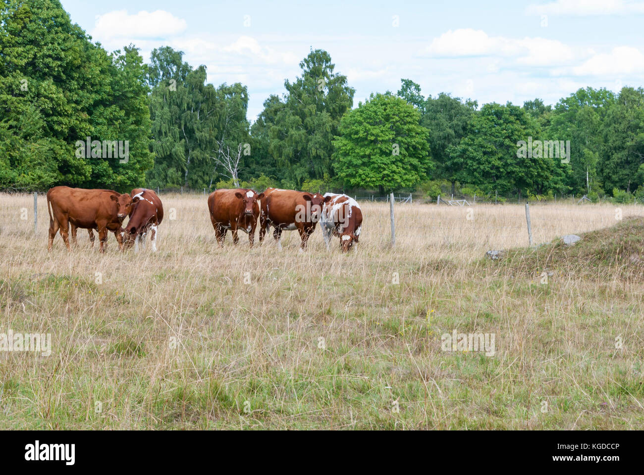 Pasturing cows hi-res stock photography and images - Alamy