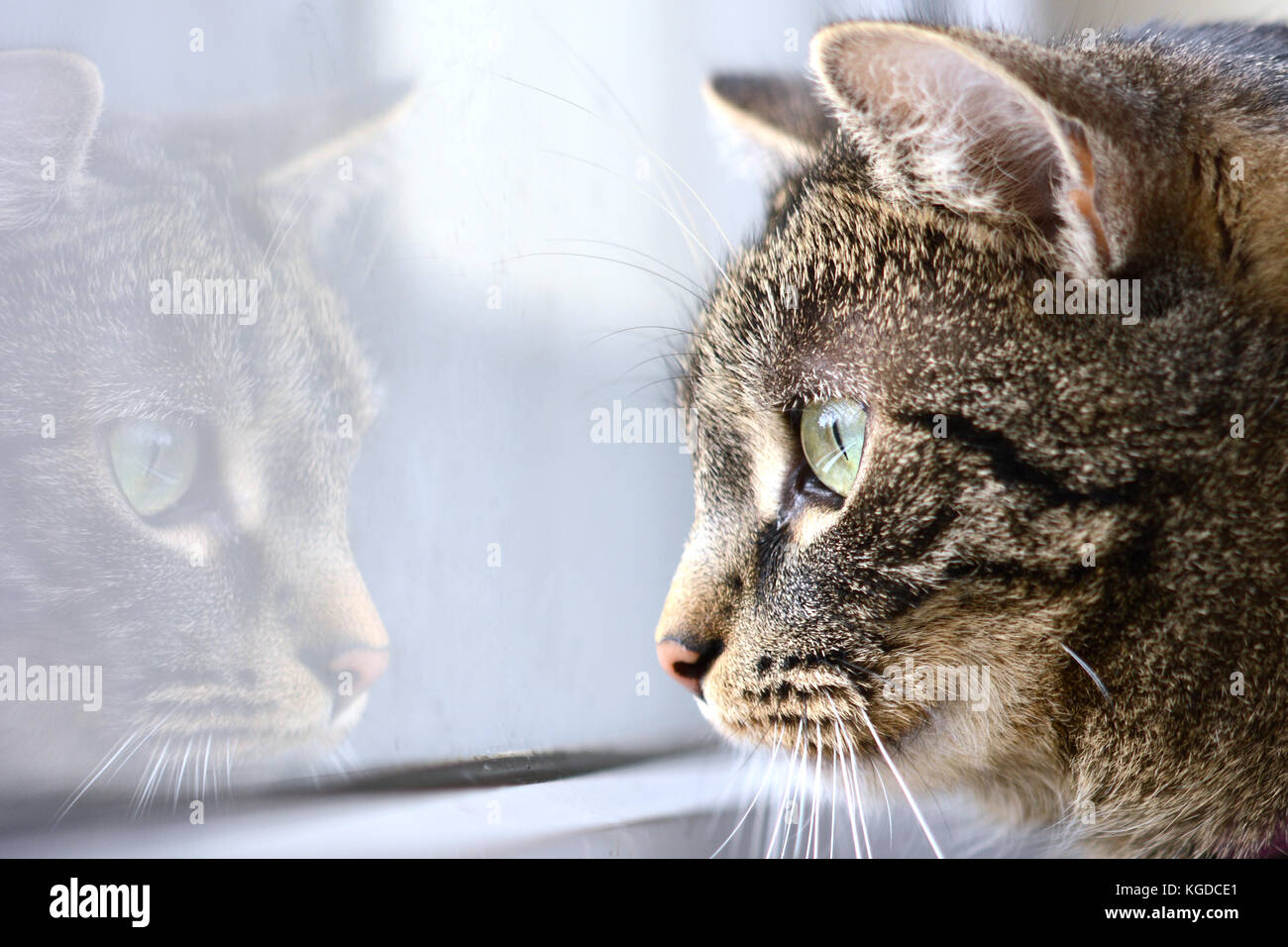 Close-up of a cat looking out of the window - with its reflection in ...