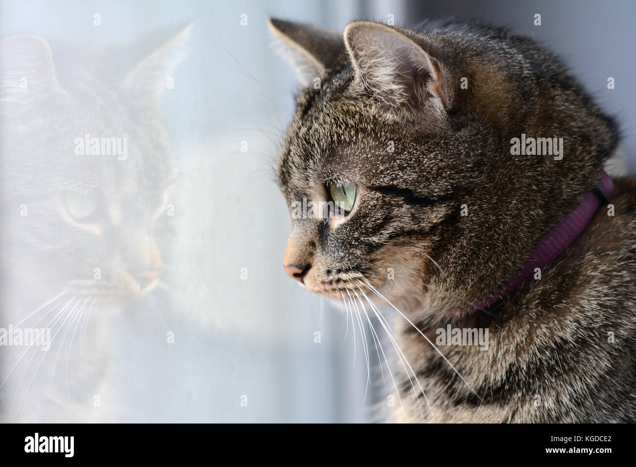 Close-up of a cat sitting near the window - with its reflection in the ...
