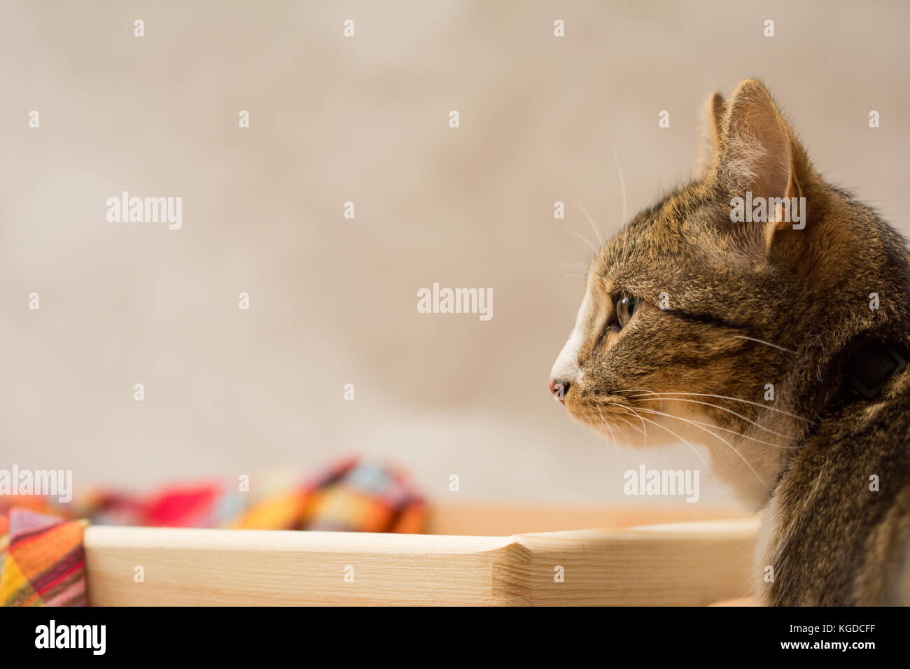 Cat next to a box hi-res stock photography and images - Alamy