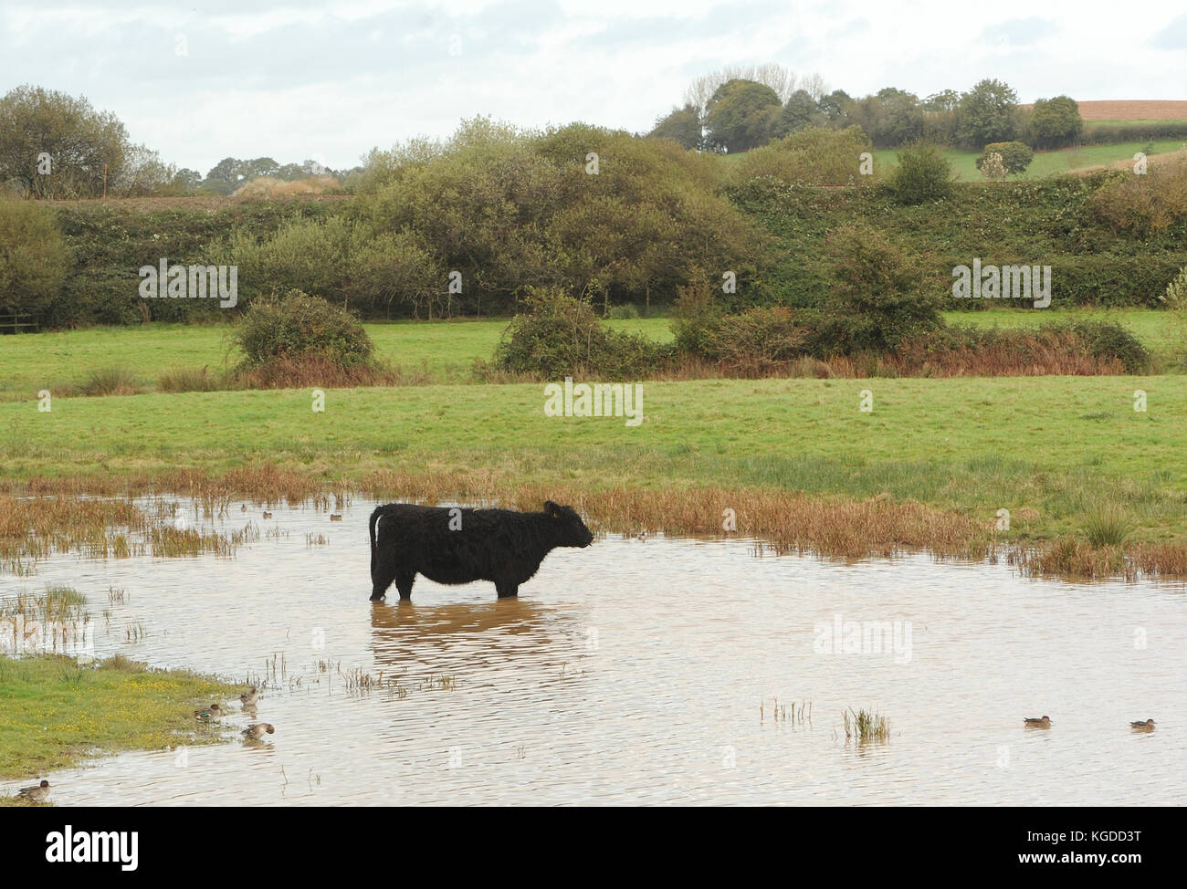 Bowling green marsh hi-res stock photography and images - Alamy