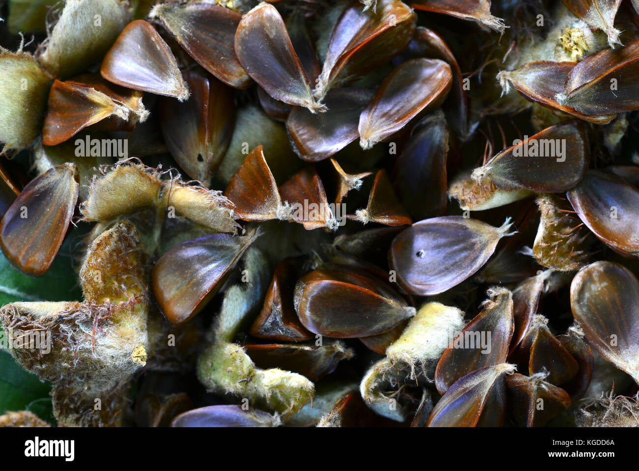 Beech mast hi-res stock photography and images - Alamy