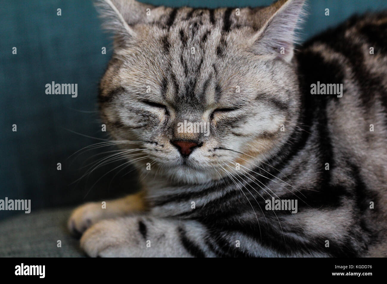 Beautiful Pedigree Cat - Silver British Shorthair Stock Photo - Alamy