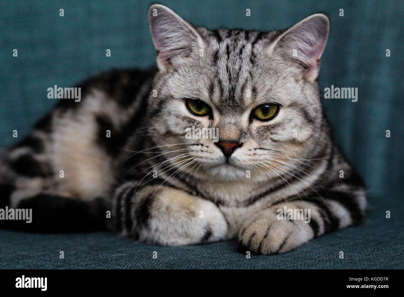 Silver british shorthair hi-res stock photography and images - Alamy