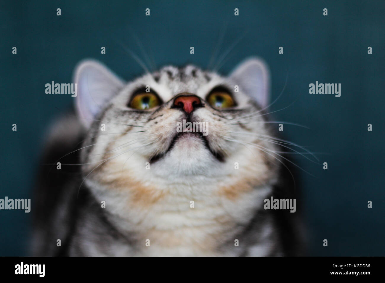 Beautiful Pedigree Cat - Silver British Shorthair Stock Photo - Alamy