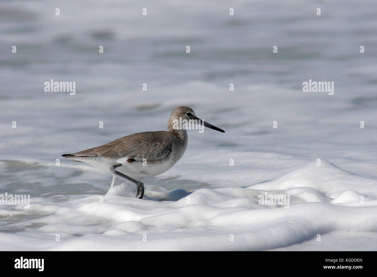 Ft desoto park florida hi-res stock photography and images - Alamy
