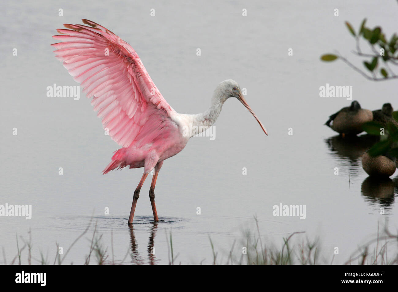 Roseate Spoonbill, Ajaja ajaja Stock Photo - Alamy