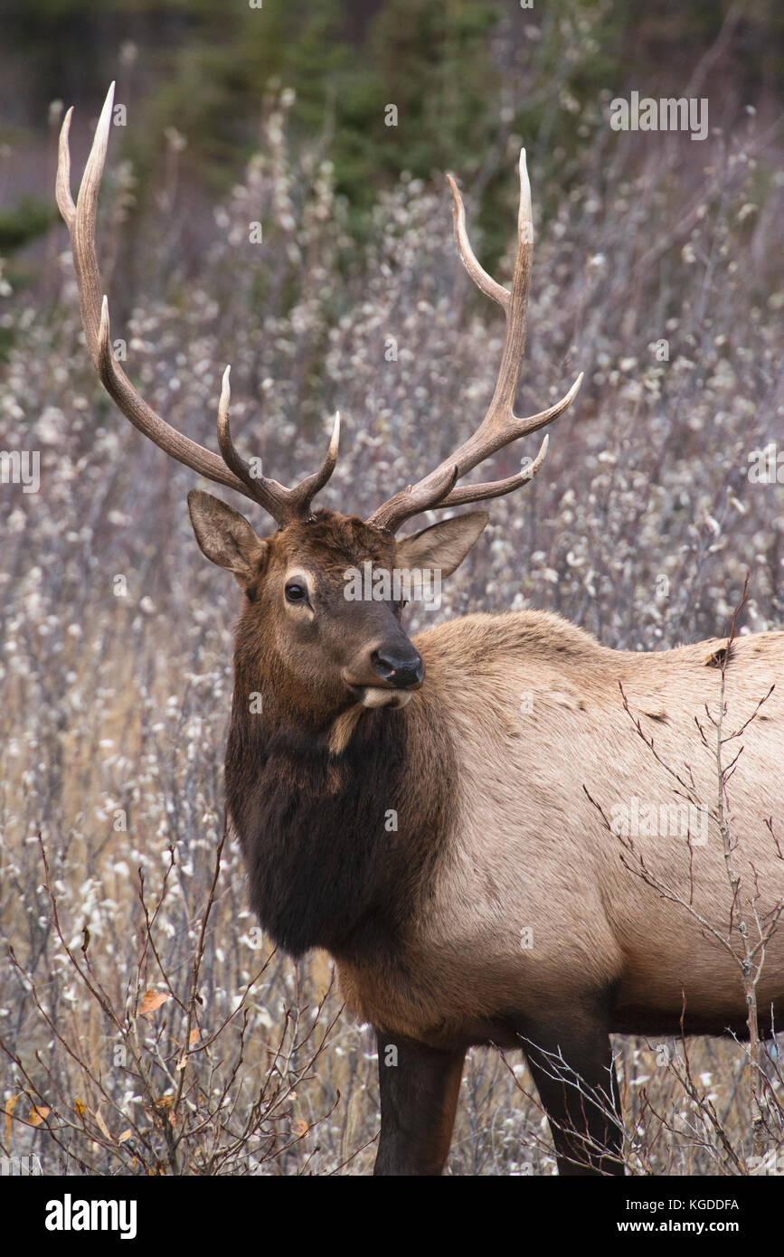 Elk mating hi-res stock photography and images - Alamy