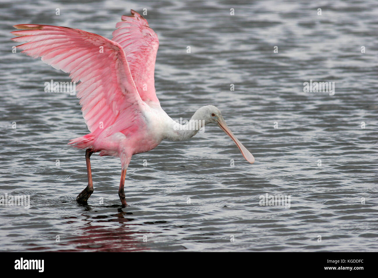 Roseate Spoonbill, Ajaja ajaja Stock Photo - Alamy