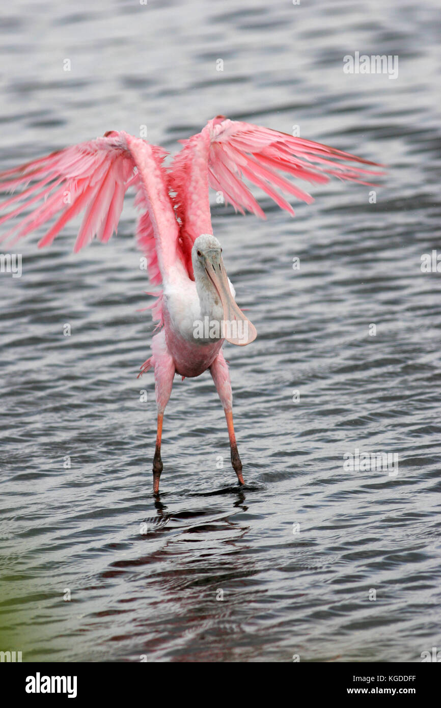Roseate Spoonbill, Ajaja ajaja Stock Photo - Alamy